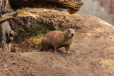 黑尾草原土拨鼠