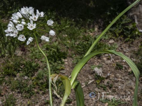Allium Neapolitanum