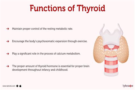 Throid Human Anatomy Picture Function Diseases Tests And Treatments