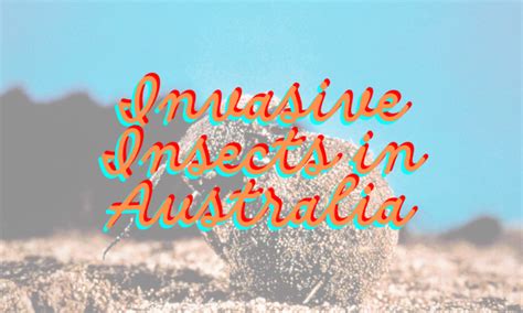 Insect Pinning A Guide To The Basics