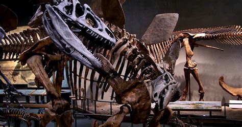 The Natural World The Thagomizer Of Stegosaurus Stegosaurus Week