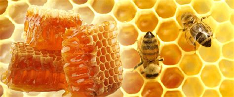 Sastav Meda Pčelarsko Društvo Ludbreg