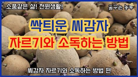 꿈꾸는 농부 싹틔운 씨감자 자르기와 소독하는 방법씨감자 자르기씨감자 소독하기농업 Youtube