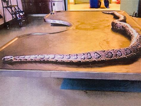 Accused Simply Didnt Believe Killer Python Could Escape Through Ventilation Pipe Defence