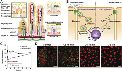 A Schematic Illustration Of The Structure Of The Intestinal