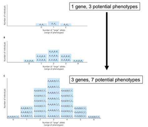 5 2 Evolution Of Phenotype Flashcards Quizlet