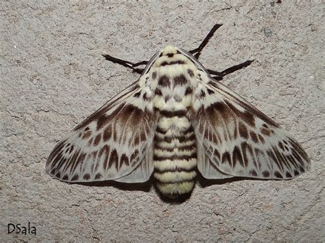 Borboletas E Mariposas Podalia Orsilochus Cramer 1775 ♀