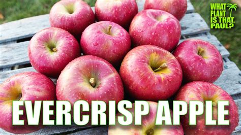 Honeycrisp Vs Evercrisp At Winston Hetherington Blog