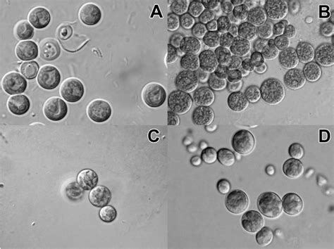 1 Examples Of Terrestrial Green Algae With Unicellular Morphology A Download Scientific