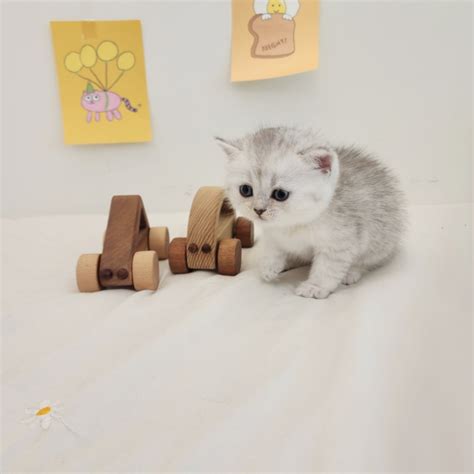 브리티시숏헤어 분양 까꿍 분양중인 브리티쉬