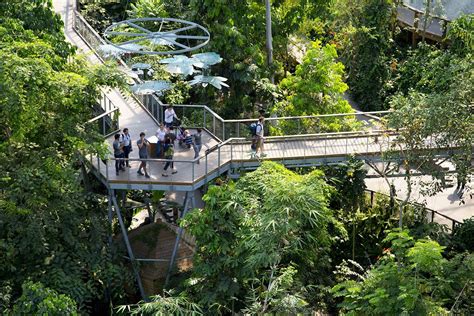 Treetop Canopy Walkway Boardwalk Decking