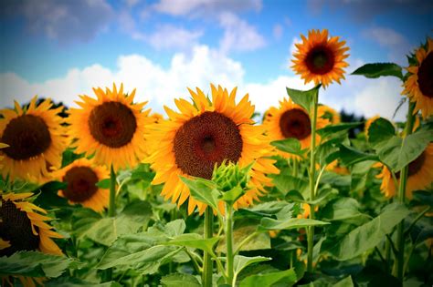 Alpha Blockers Types Uses Contra Indications Side Effects Interactions Illnesshacker