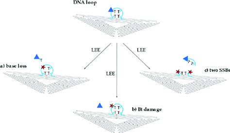 Schematic Showing Various Types Of The DNA Loop Damage Light Blue Download Scientific Diagram