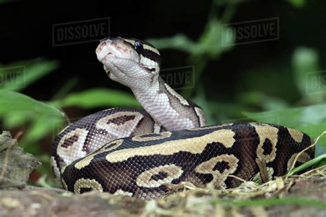 Ball Python Curled Up