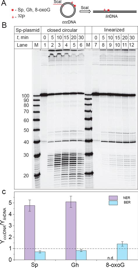 Impact Of Plasmid Linearization On The Ratios Of The Relative Yields Of Download Scientific