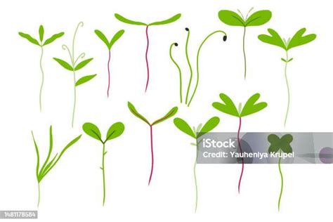 마이크로 그린 세트 작은 녹색 콩나물 세트입니다 마이크로 그린 완두콩 무 양파 아루 굴라 해바라기 사탕무 및 기타 흰색 배경에