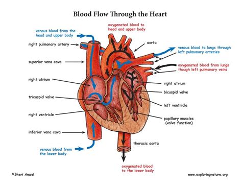 How Blood Flow Through The Heart Diagram Diagram Blood Flow