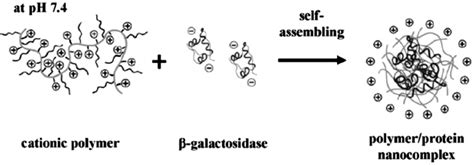 Schematics Of The Cationic Polyelectrolyte In Combination With The Download Scientific Diagram