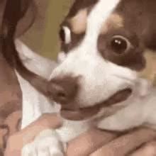 Nervous Dog Animated  Maker Piñata Farms The Best Meme Generator