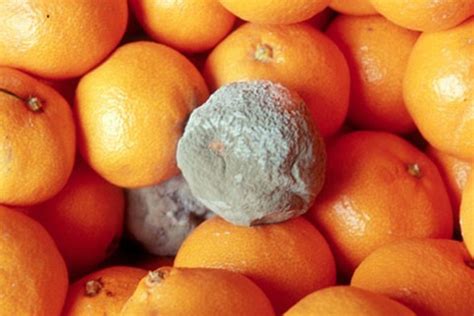 괜찮겠지하고 곰팡이 핀 귤 떼고 먹었다가