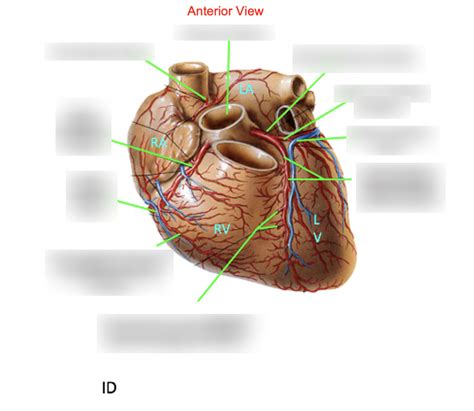 Anterior View Heart Diagram Quizlet