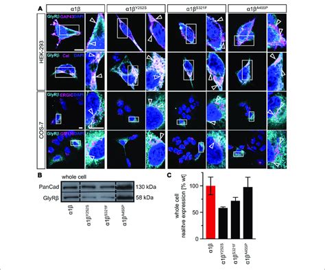 Subcellular Expression And Trafficking Of Glyr β Mutants A