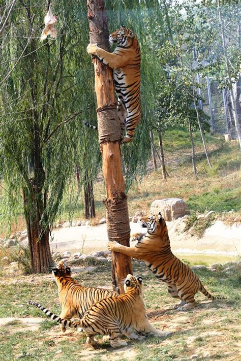 499元到濟南野生動物世界 與眾多萌寵一起過七夕 每日頭條
