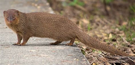 The Asian Mongoose Critter Science