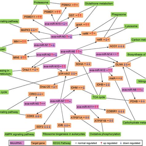 Differentially Expressed Micrornas And Their Target Genes And The Download Scientific Diagram