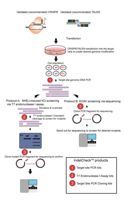 CRISPR Insertion Or Deletion Detection System GeneCopoeia