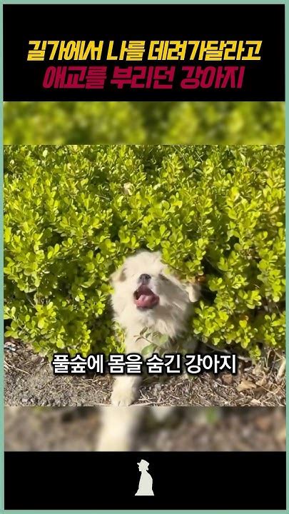 길가에서 나를 데려가달라고 애교를 부리던 강아지 Youtube