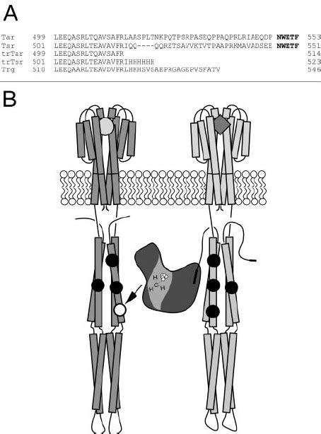 A The Aligned C Termini Of Native Tar Tsr And Trg And Engineered