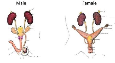 Rat Reproductive System Diagram Quizlet