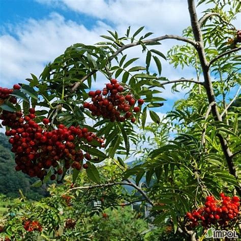 마가목 실생3년 묘목 1주 [추천] 묘목 조경 인테리어 심폴