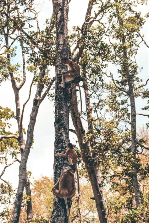 Sabah Where The Wild Things Live Wildlife In Borneo