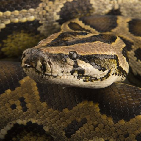 Burmese Python