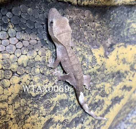 Axanthic Crested Gecko Traits Morphpedia