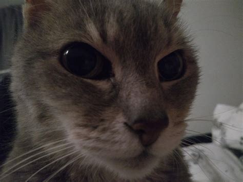 Dora The Explorer From The Outer Space Scrolller