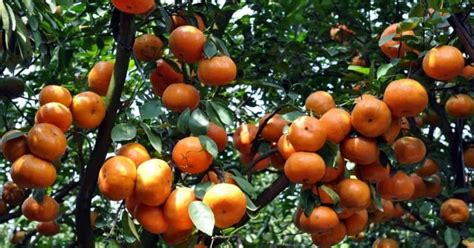 Crucial Difference Between Clementine And Tangerine You Must Know Fitibility