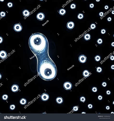 Microscopic Image Binary Fission Stock Photo Shutterstock