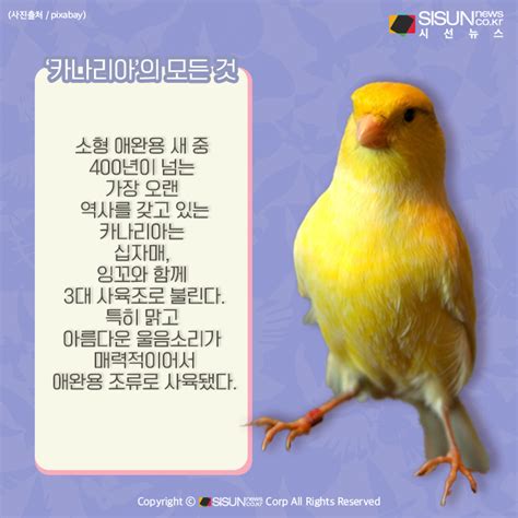 카드뉴스 노래 훈련도 가능한 ‘카나리아의 모든 것 시선뉴스