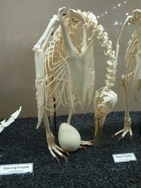 Penguin Skeleton Dibujos Animaux Esqueleto