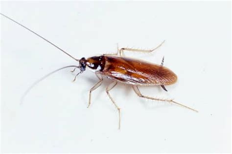 Brown Banded Cockroaches Bellingham Pest Control Exterminator Pacific Pest Washington