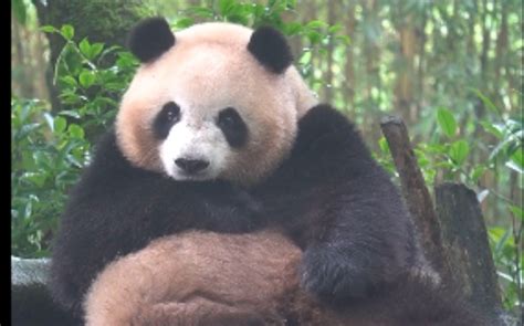 【梅兰肉肉】肉肉的小手手枕在下巴下面撑着小脑袋，里面都是沉甸甸的智慧呀！阿肉的小手都累了，交替着换手，麻麻姨姨可以帮忙扶一把吗？ 秦墨年 秦墨年 哔哩哔哩视频