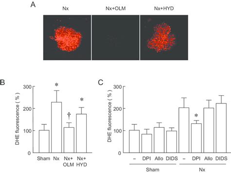 Superoxide Production In Isolated Glomeruli Of Nephrectomized Rats A