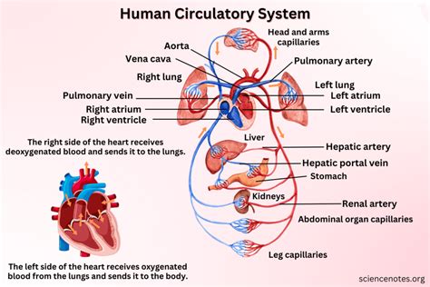 Cardiovascular System Definition Structure Functions Pharmaacademias