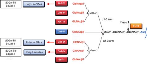 Branching On The Common Core Structure Of N Glycans Sequential Download Scientific Diagram