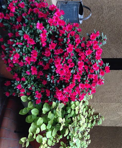 Growing Encore Azaleas In Pots The Tree Center