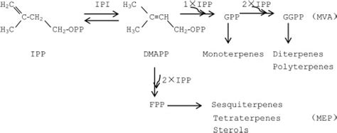 Overview Of Terpenoid Biosynthesis From IPP And DMAPP It Indicates