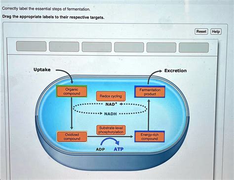 Correctly Label The Essential Steps Of Fermentation Drag The